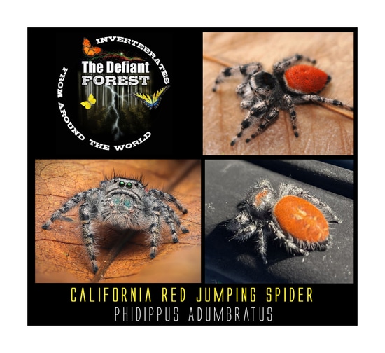 Female California Red Jumping Spider - Phidippus Adumbratus - 7 - 8 ...