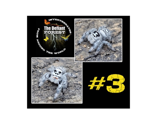 White Regal Jumping Spider - Sub Adult Female #3 by The Defiant Forest ...