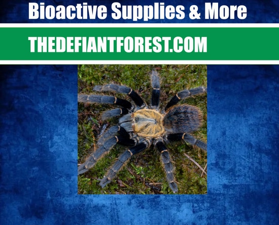.50" - Ho Chi Minh Earth Tiger Tarantula, Ornithoctoninae Sp by The ...