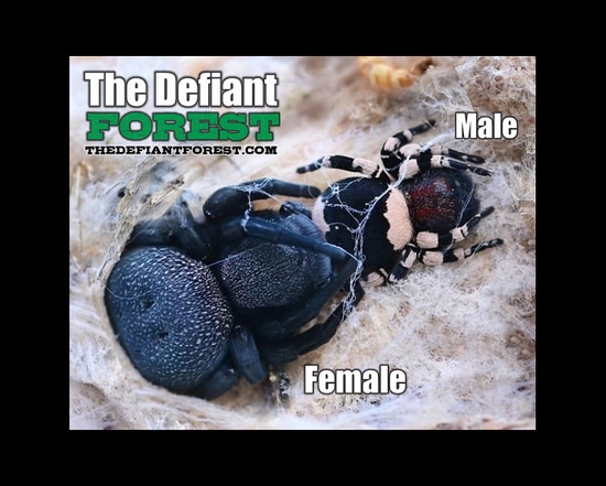 Blue Velvet Spider, Eresus Sp. "Sidi Ifni - .125 To .25" Other Spider ...