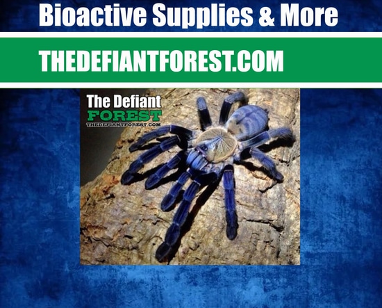 .75" Borneo Purple Earth Tiger Tarantula, Cyriopagopus Sp. by ...