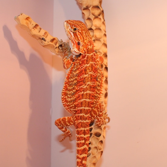50% Red Monster Blood Central Bearded Dragon by Transcendent Dynasty ...