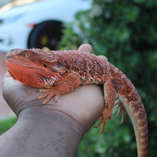 100% Red Monster Central Bearded Dragon by Transcendent Dynasty Exotics