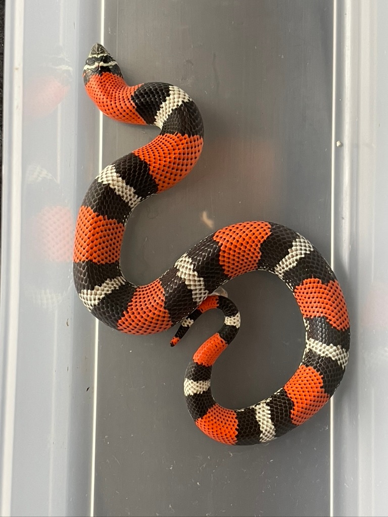 Tri-color Hognose by House of the Serpent - MorphMarket