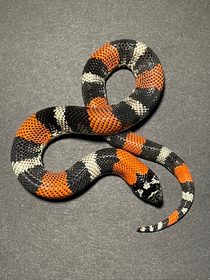 2022 Tricolor Hognose Tri-Color Hognose by House of the Serpent