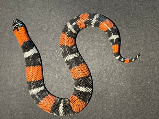2022 Tricolor Hognose Tri-Color Hognose by House of the Serpent