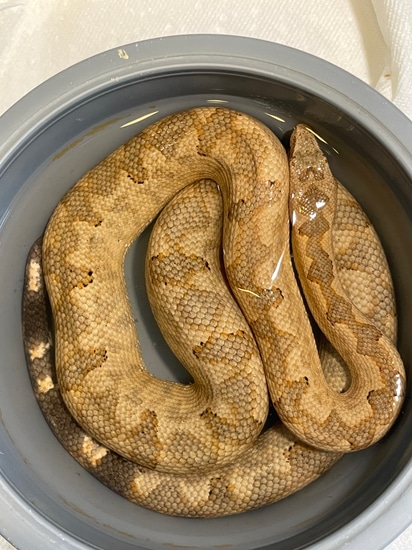 Solomon Island Ground Boa - Candoia Paulsoni Dumeril's Boa by House of ...