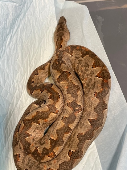 Solomon Island Ground Boa - Candoia Paulsoni Dumeril's Boa by House of ...