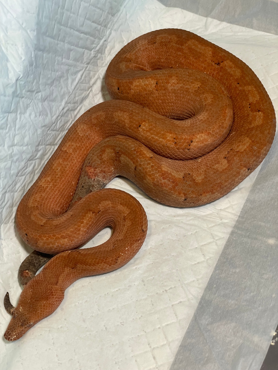 Solomon Island - Candoia Paulsoni Ground Boa by House of the Serpent ...