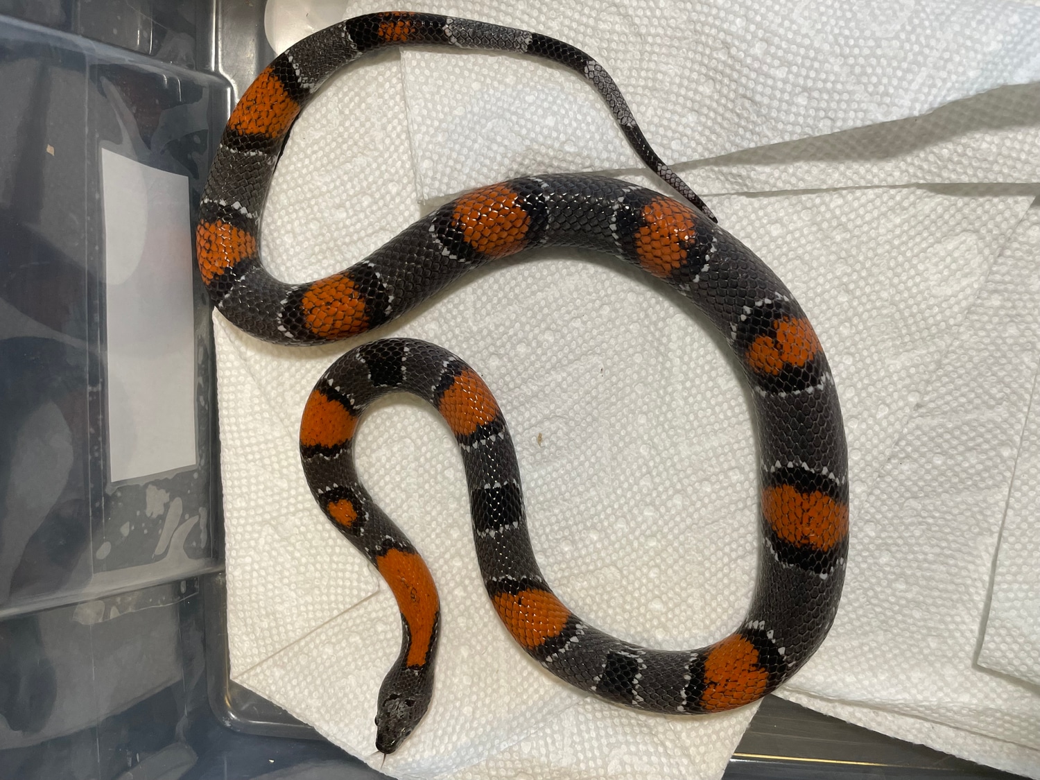 Five Mile East Sanderson Gray-banded Kingsnake by House of the Serpent ...