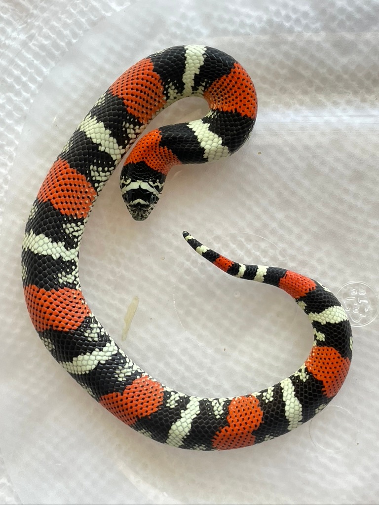 2022 Tri-Color Hognose by House of the Serpent - MorphMarket