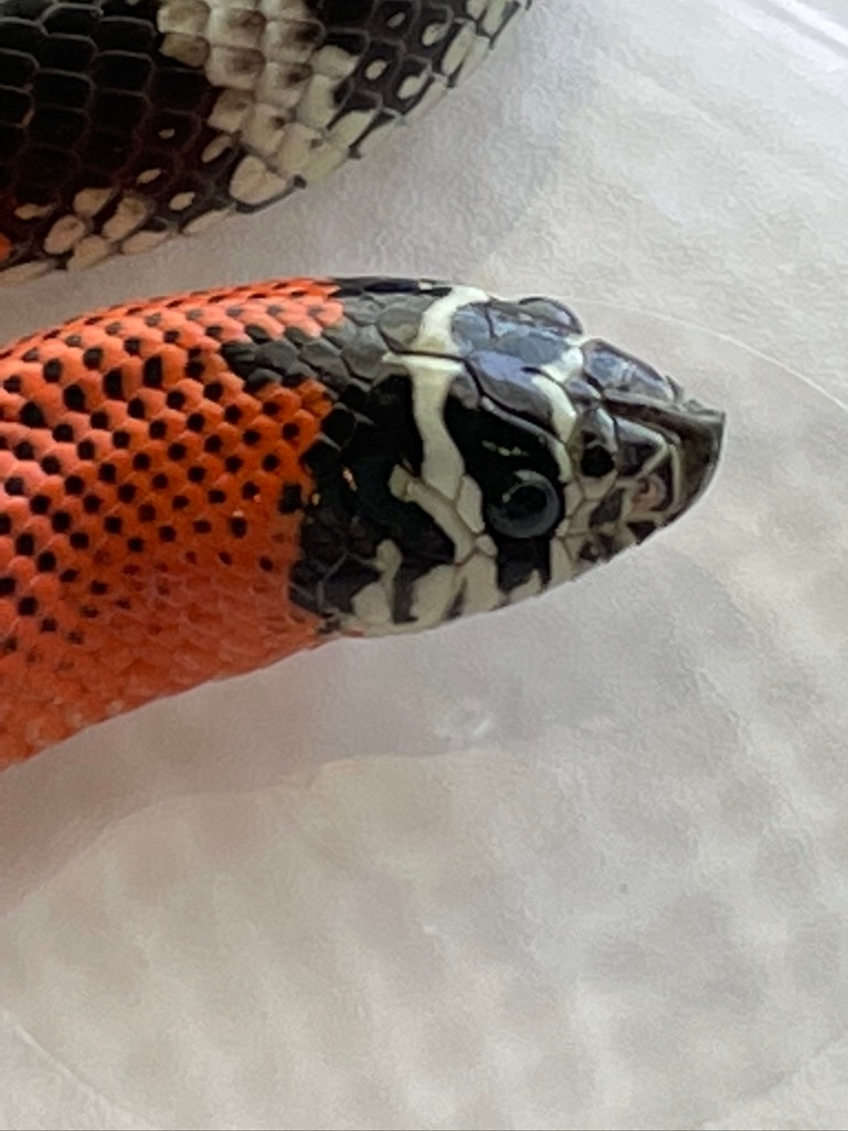 2022 Tri-color Hognose by House of the Serpent - MorphMarket