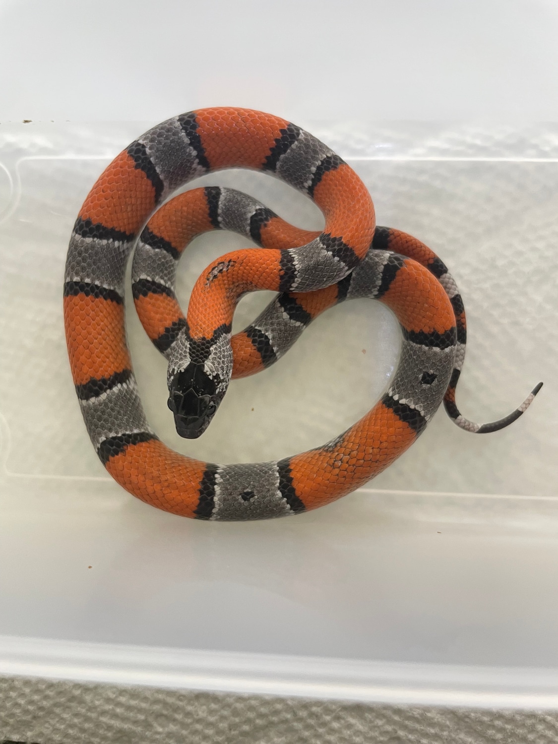 Gray-banded Kingsnake by House of the Serpent - MorphMarket