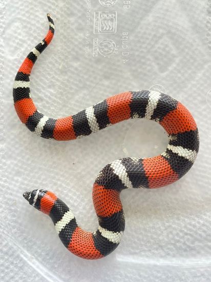 2022 Tricolor Hognose Tri-Color Hognose by House of the Serpent