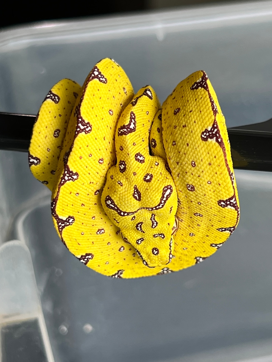 USCBB Mixed Locale (Aru, Cyclops, Kofiau, Biak) Green Tree Python by ...