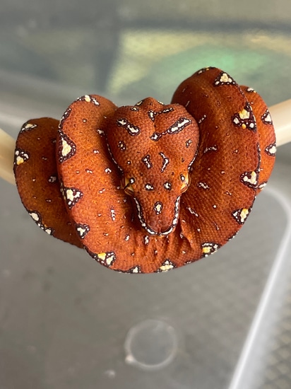 USCBB 2022 Designer Green Tree Python by House of the Serpent