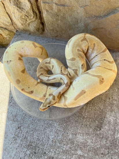 2019 Banana Enchi Woma Ball Python by House of the Serpent
