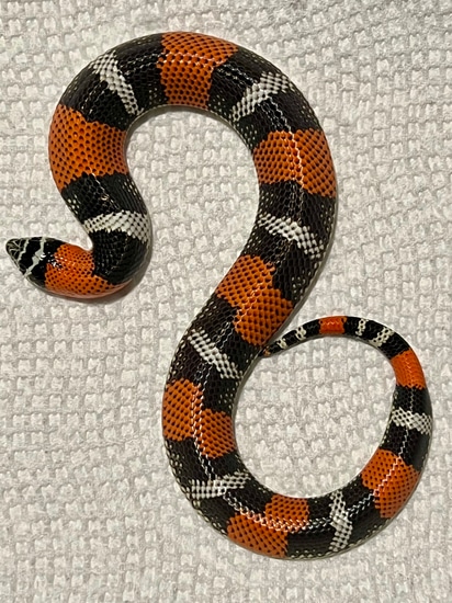 Established Tricolor Tri-Color Hognose by House of the Serpent