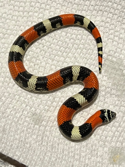 Established Tricolor (Free Shipping) Tri-Color Hognose by House of the ...