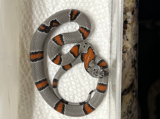 Established Non-Locale Gray-Banded Kingsnake by House of the Serpent