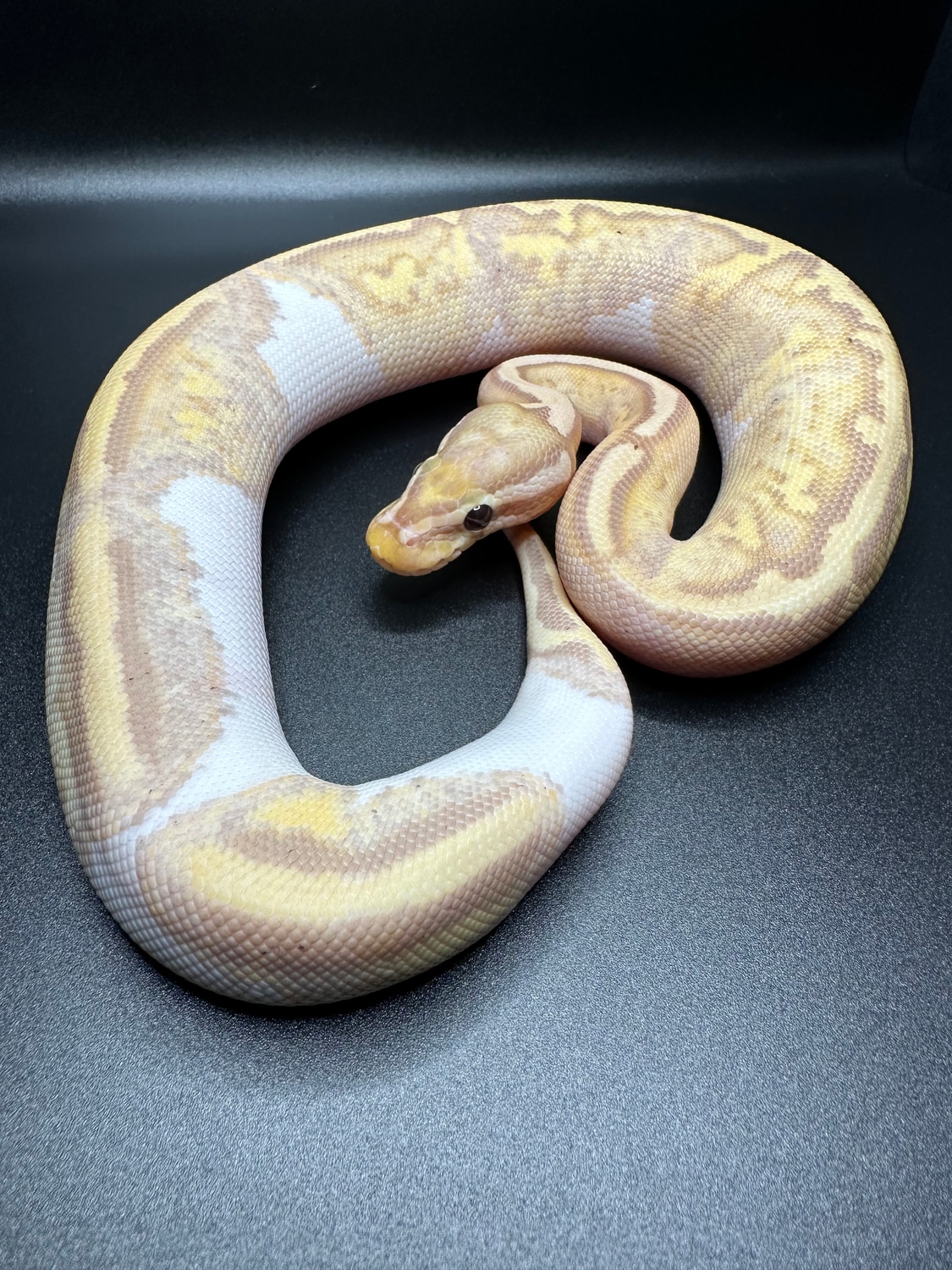 Pastel Banana Pied Ball Python by Teacher’s Pythons - MorphMarket