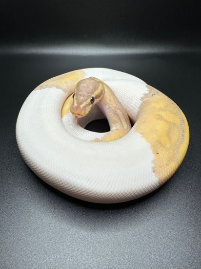 Banana Pied (Poss OD) Ball Python by Teacher’s Pythons