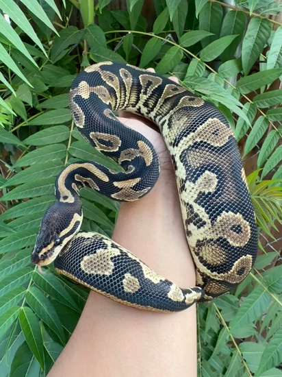 Blackhead Yellow Belly Het Clown (700+grams) Ball Python by Teacher’s Pythons