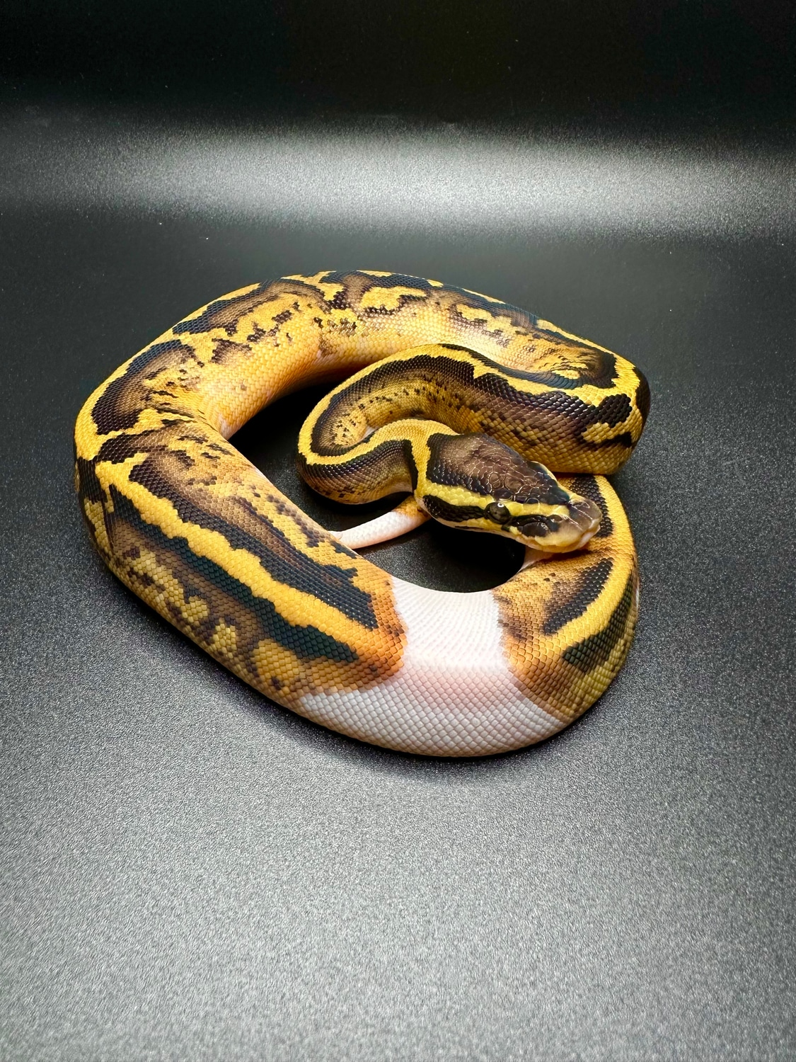 Pastel Pied (Poss YB) Ball Python by Teacher’s Pythons - MorphMarket