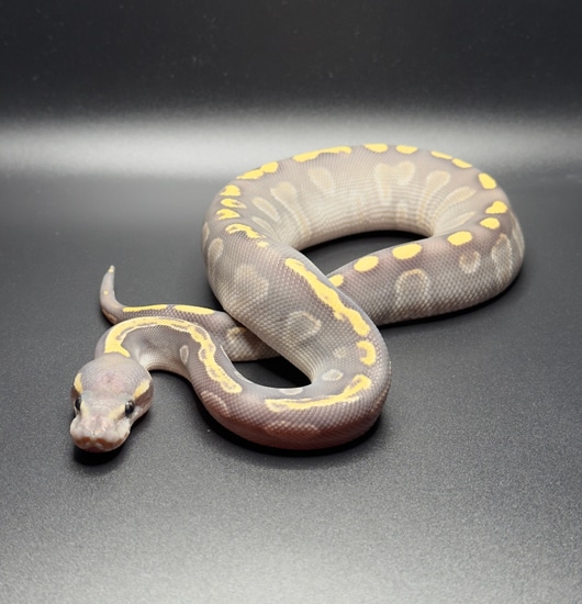GHI Mojave Hypo Ball Python by Teacher’s Pythons