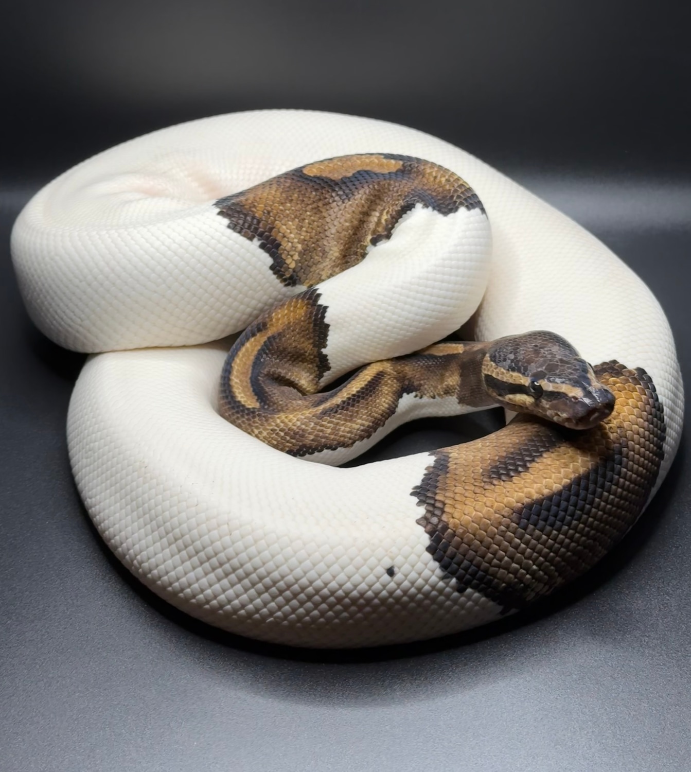 Pied (1400+grams) Ball Python by Teacher’s Pythons - MorphMarket