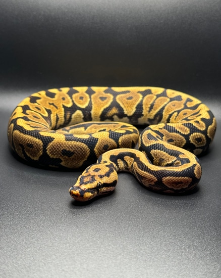 Spotnose Yellow Belly Het Clown (550g+) Ball Python by Teacher’s Pythons