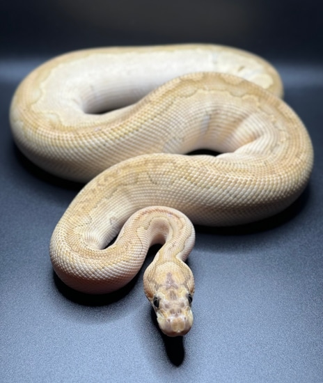 Lesser Blade Clown (RTB) Ball Python by Teacher’s Pythons