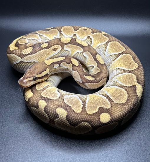Lesser Het Clown (700g+) Ball Python by Teacher’s Pythons