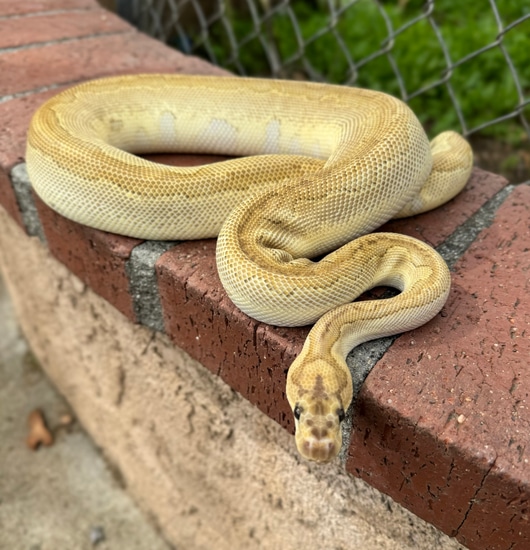 13 Clown Project Package Ball Python By Teachers Pythons 