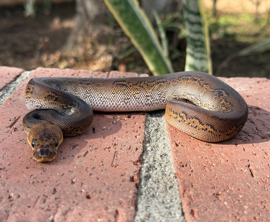 Super Black Head Yellow Belly Clown Ball Python by Teacher’s Pythons