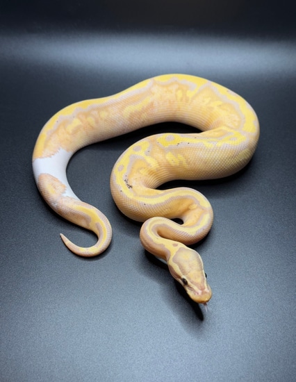 Pastel Banana Pied (Poss OD) Ball Python by Teacher’s Pythons