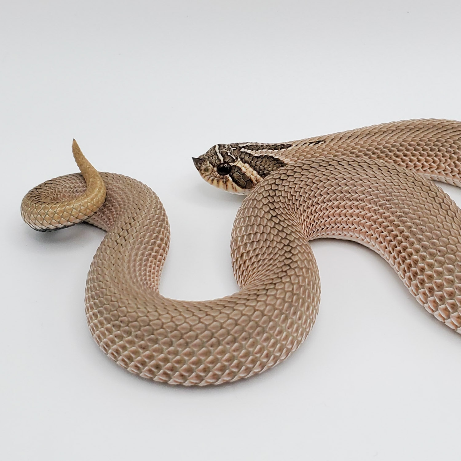 Arctic Super Conda 50% Het Sable 66% Het Albino Western Hognose by T ...