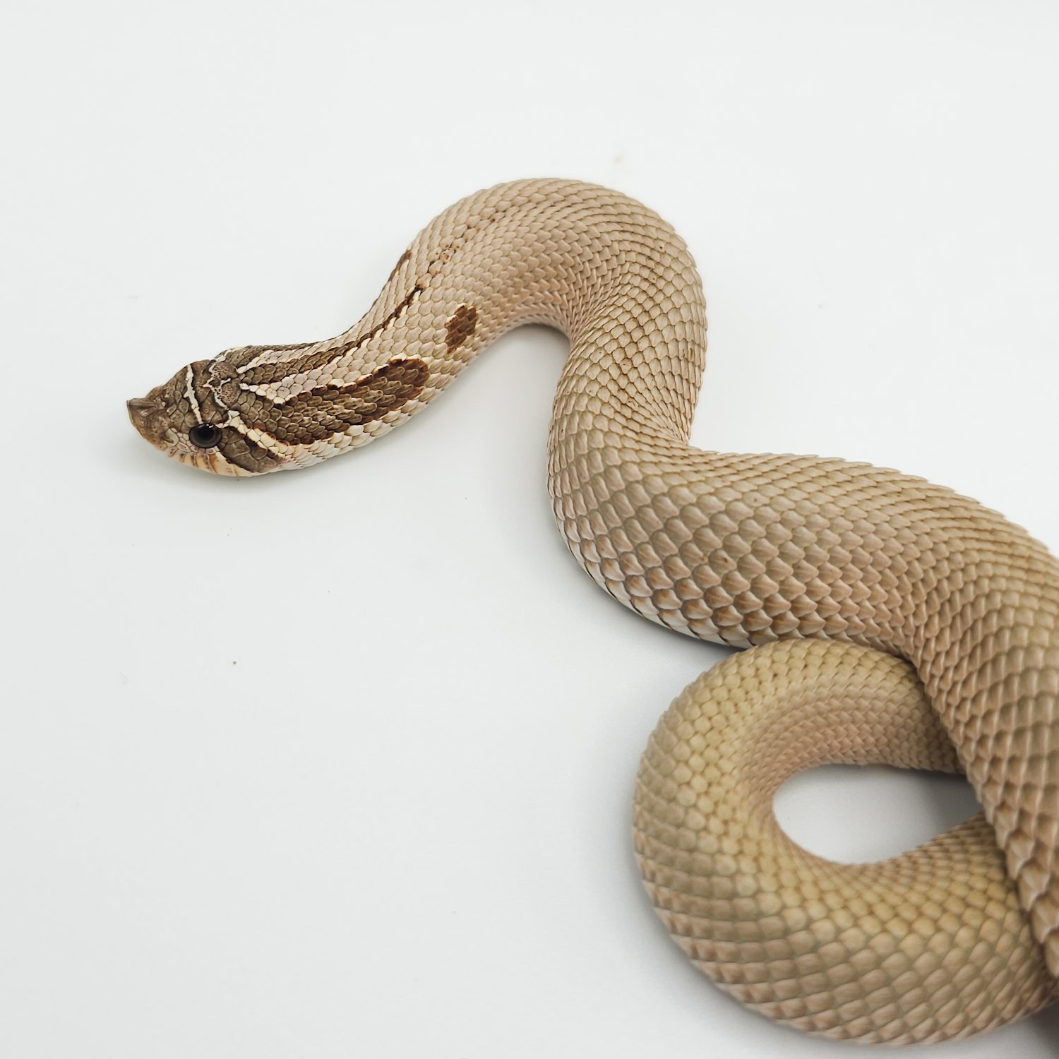 Arctic Super Conda 50% Het Sable 66% Het Albino Western Hognose by T ...