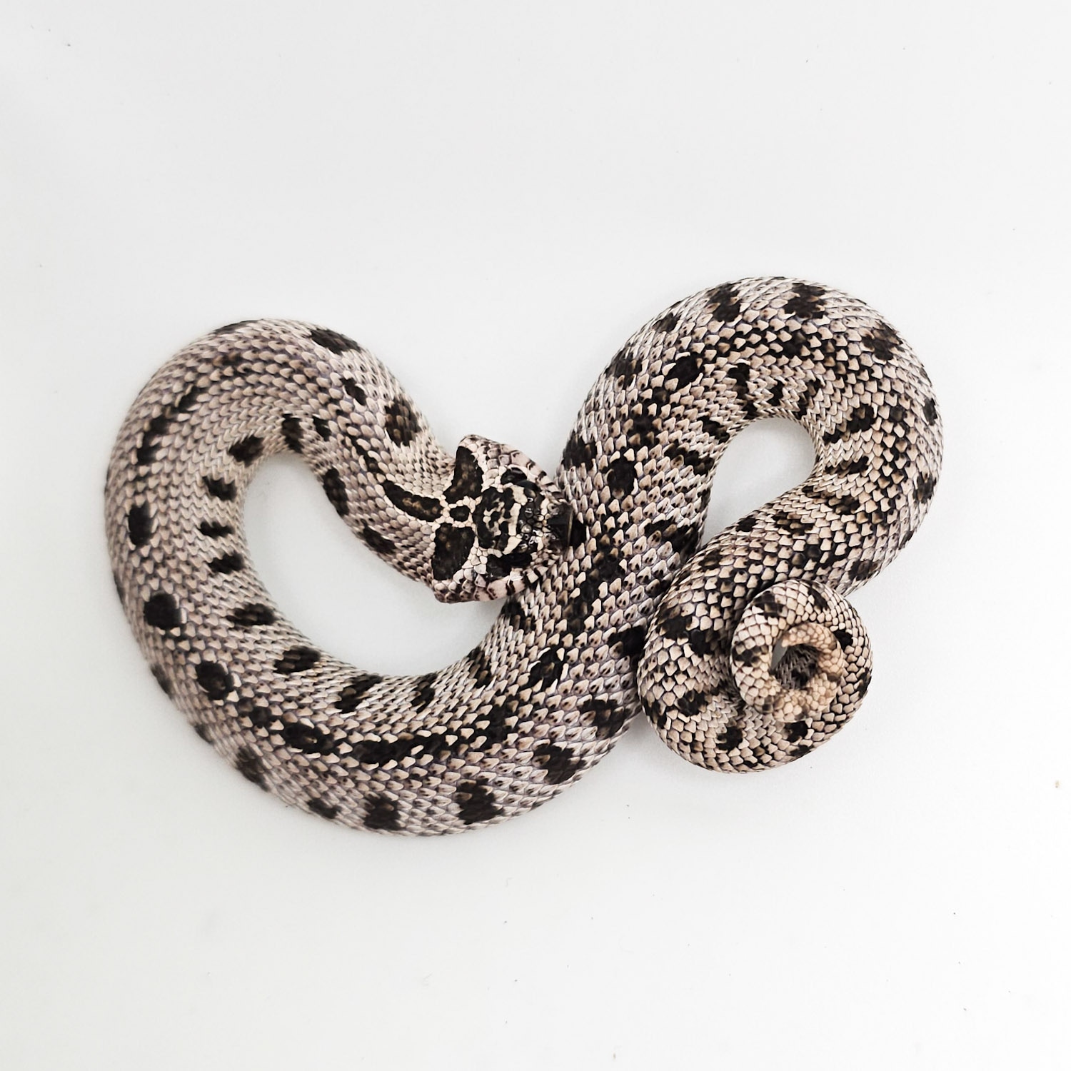 Super Arctic Reverse Stripe Anaconda 66% Het Albino 50% Het Sable