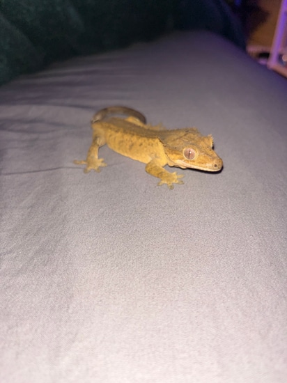 Tiger Pinstripe Freckled Crested Gecko by TJ's geckos