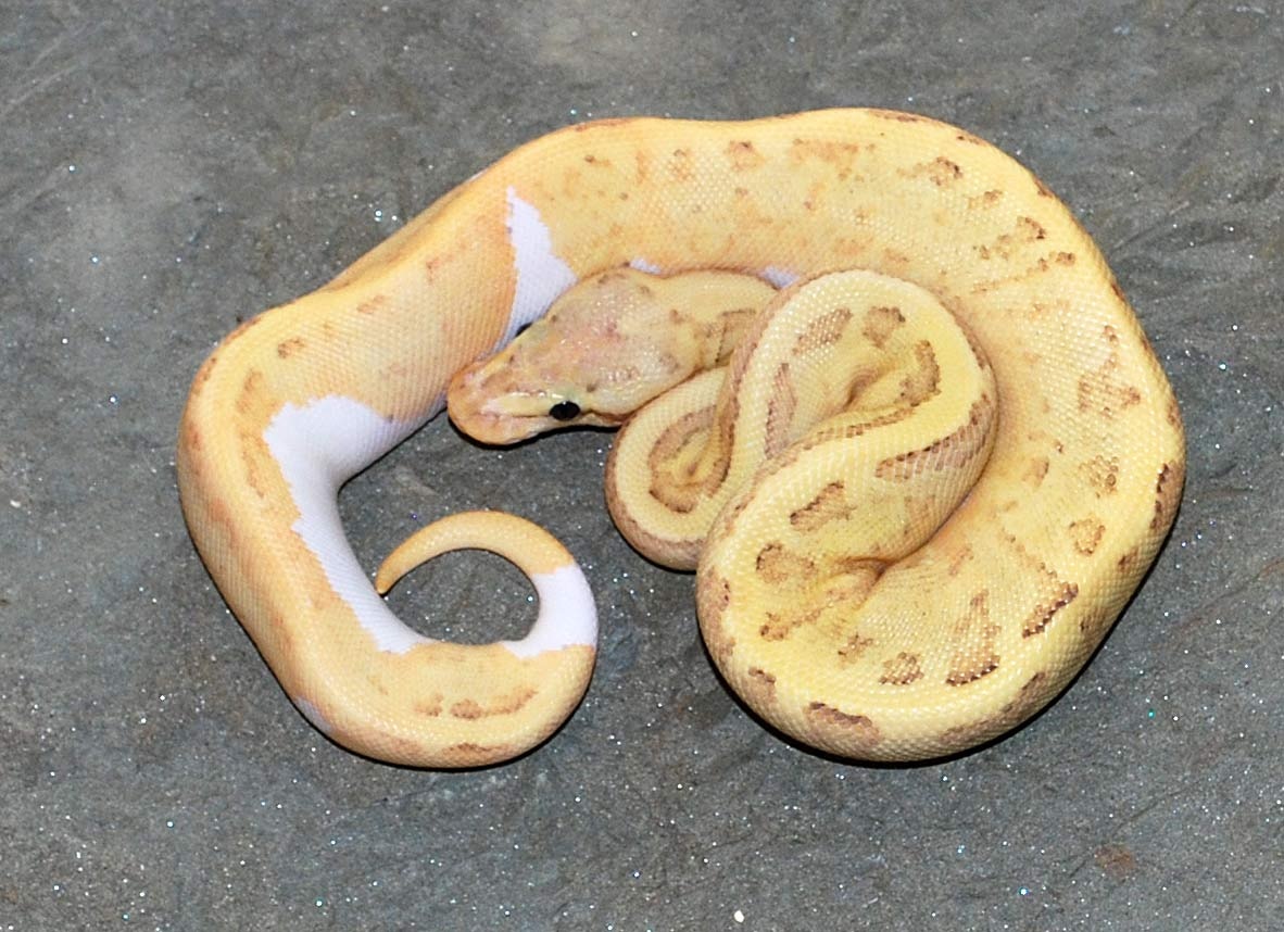 2106 Pastel Pinstripe Disco Fire Ball Python by Susquehanna Ectotherms ...