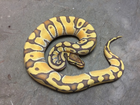 Enchi Ghost 66% Poss. Het Rainbow Ball Python by Susquehanna Ectotherms