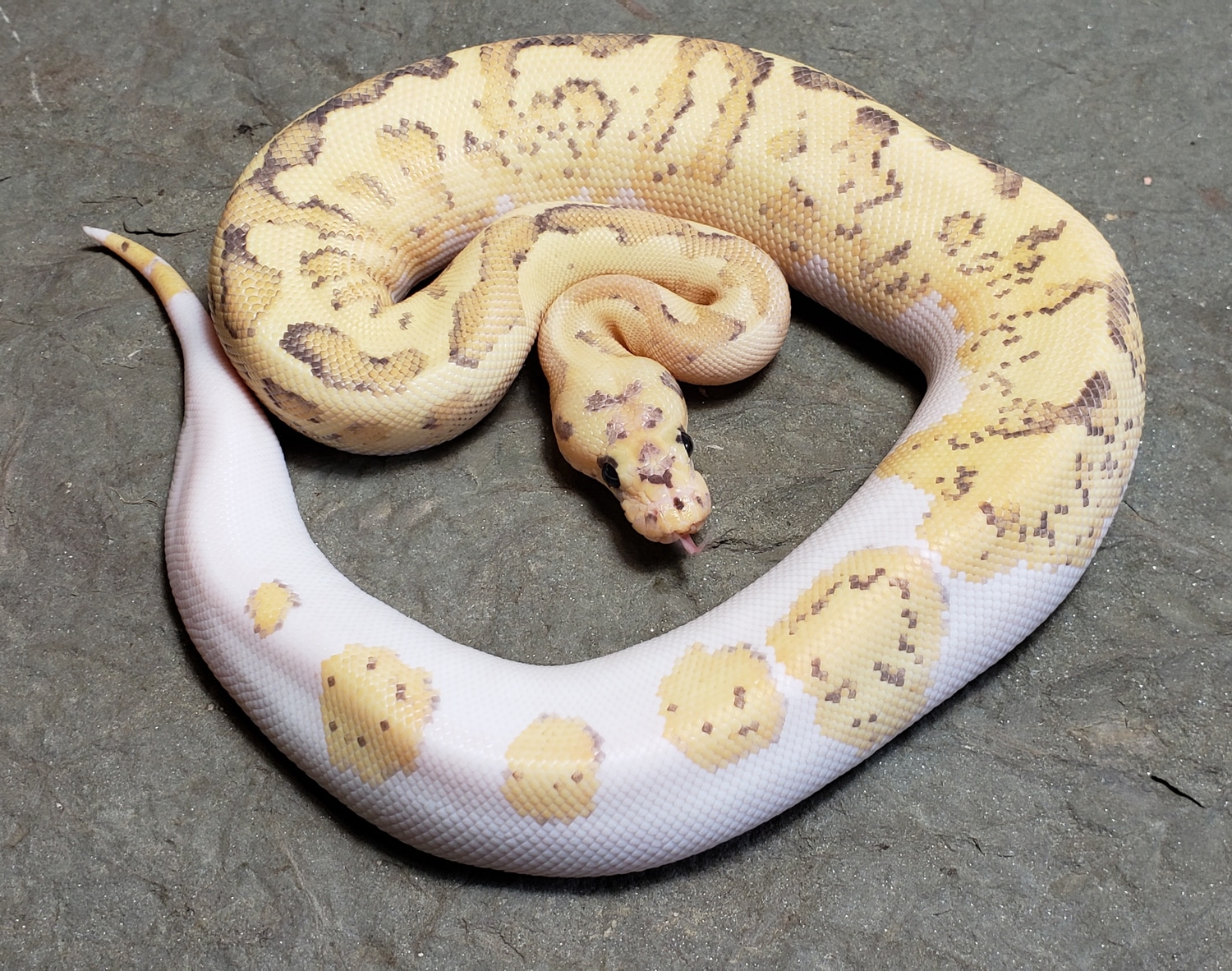 Disco Fire Clown Ball Python by Susquehanna Ectotherms - MorphMarket