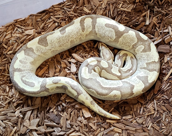 Super Disco Enchi Ball Python by Susquehanna Ectotherms
