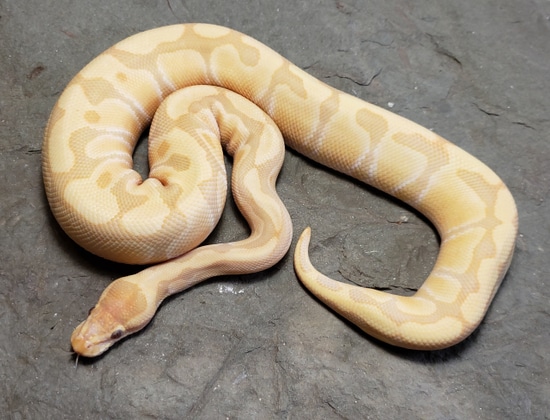 Rainbow Enchi Het Ghost Ball Python by Susquehanna Ectotherms