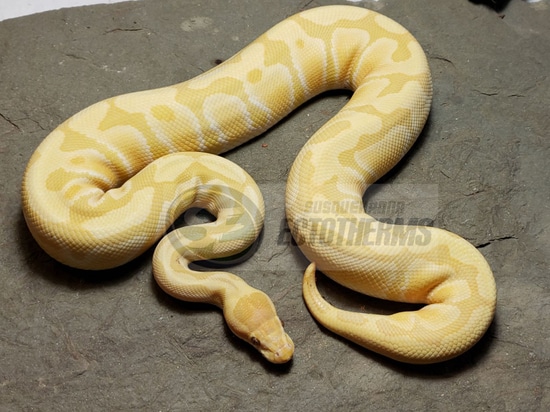 Rainbow Enchi Het. Ghost Ball Python by Susquehanna Ectotherms