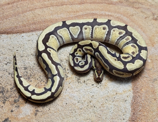 Enchi Disco Het. Rainbow Ball Python by Susquehanna Ectotherms