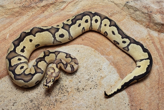 Disco Clown Ball Python by Susquehanna Ectotherms