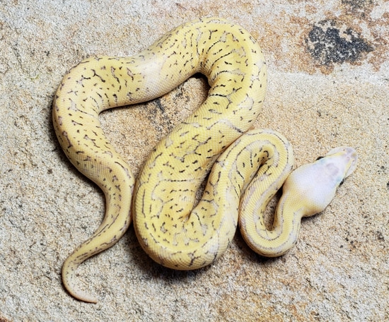 Super Pastel Pinstripe Het Clown Disco OR Fire Ball Python by ...
