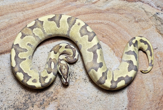 Super Disco Enchi Ball Python by Susquehanna Ectotherms